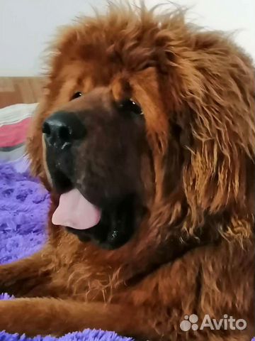 Тибетский мастиф щенки