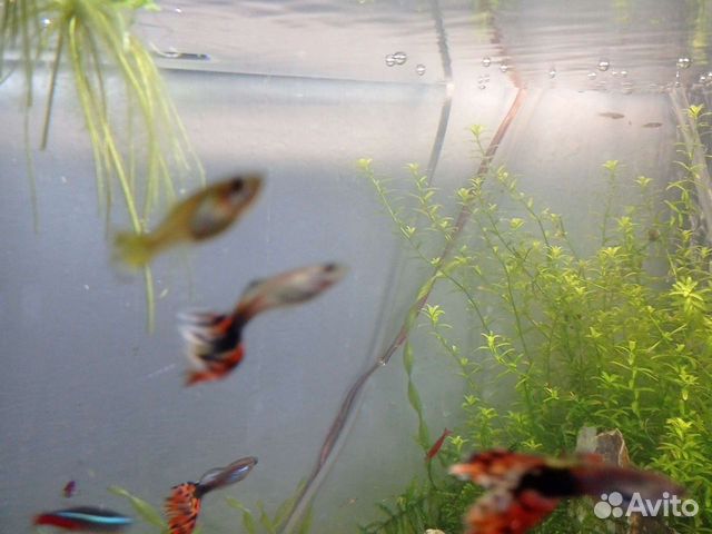 Рыбки Гуппи