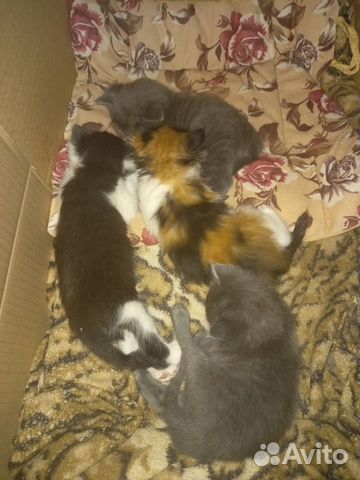 Отдам 4 котенка в добрые руки им 3 недели.1 девочк