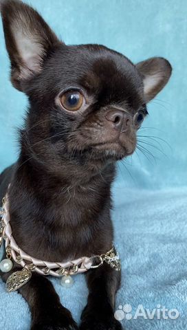 Гламурная красотка