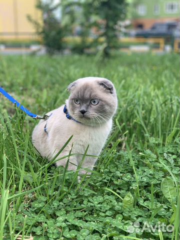 Шотландский вислоухий кот 3,5 года