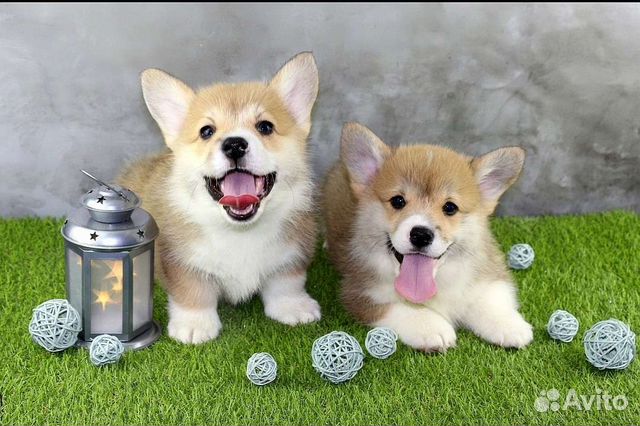 Рыжие щенки коржики