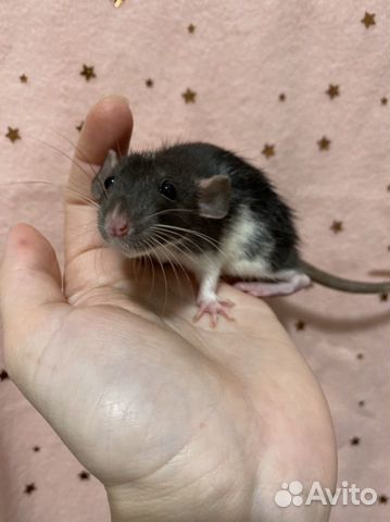 Крысята дамбо