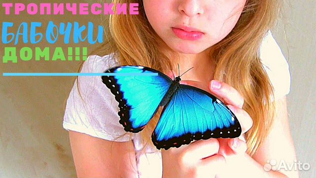 Живые экзотические бабочки и куколки