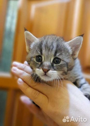 Кошка чаузи