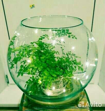 Аквариум, Флорариум