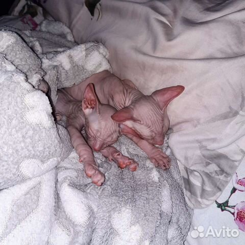 Канадский сфинкс котенок