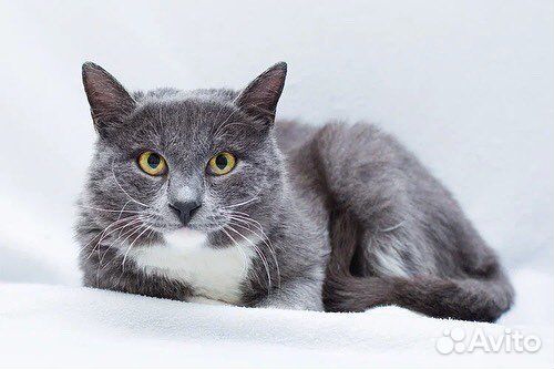 Котик Сладус