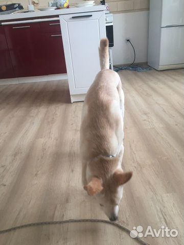 Отдам в добрые руки собаку