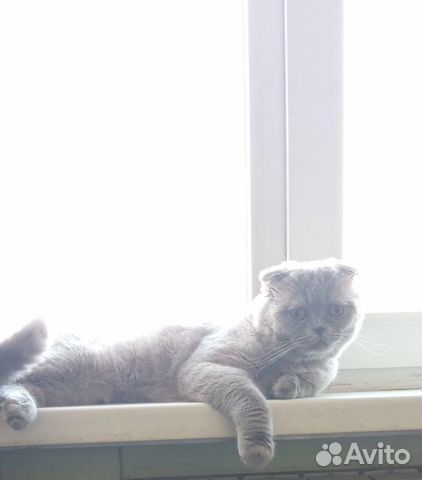 Шотландский вислоухий кот вязка