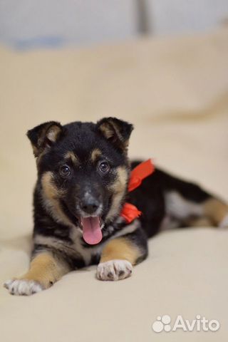 Щенок в добрые рцки