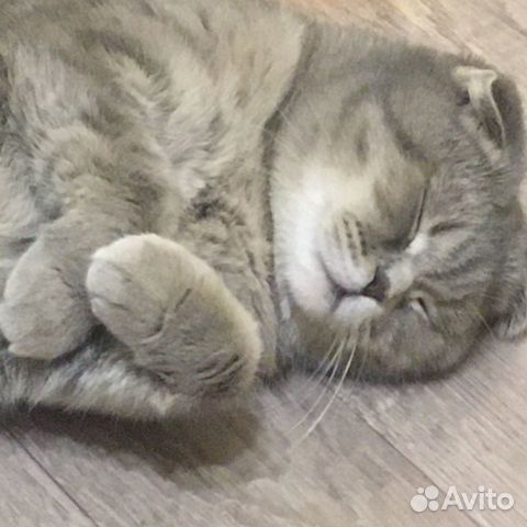 Шотландская вислоухая кошка бесплатно