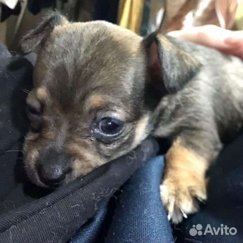 Той-терьер и чихуахуа