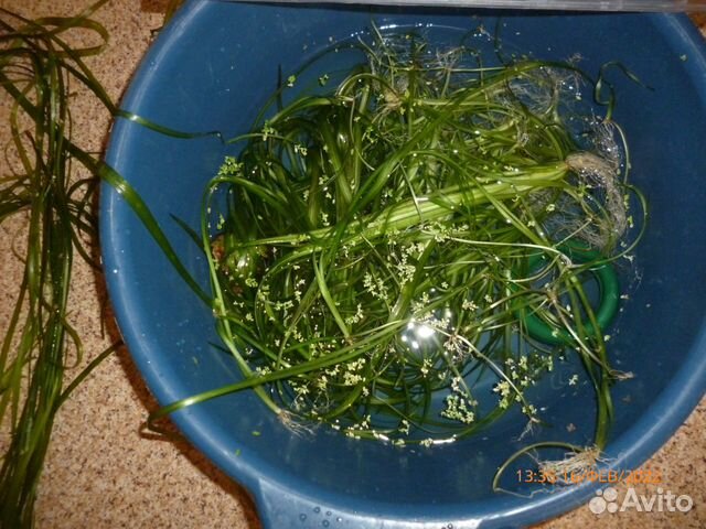 Аквариумные растения бесплатно