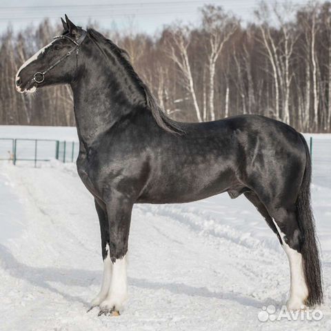 Жеребец на случку
