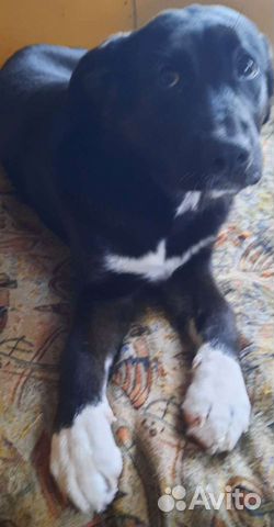 Собака в добрые руки щенок