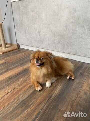 Вязка пекинес