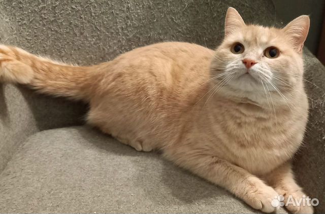 Котик, 11мес, кастрированный. Привезу