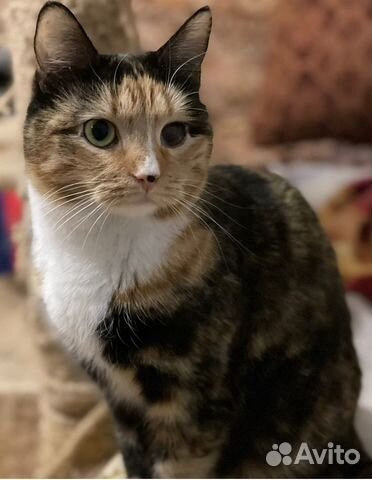 Несчастная Мишелька 1,5 года ищет свой дом