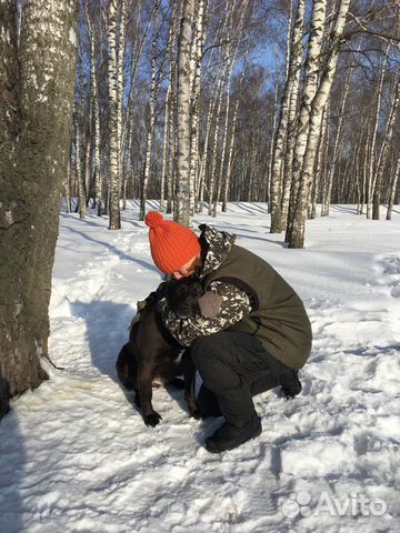 Собаки из приюта помощь