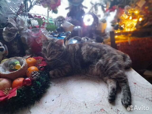 Кошка