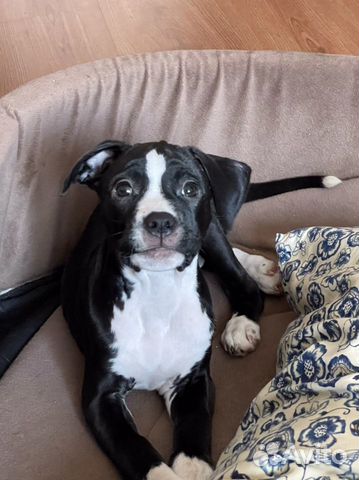 Щенки питбультерьера