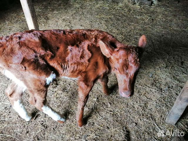 Продам телёнка