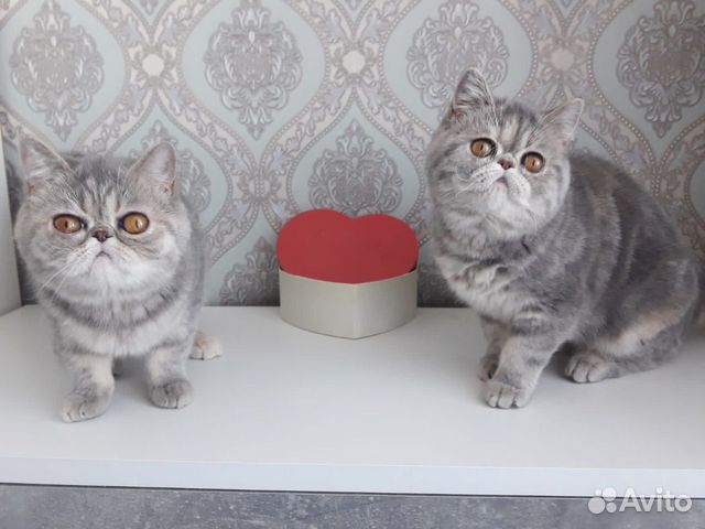 Экзотические девочки