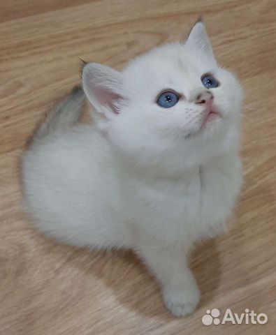 Британский котёнок. Серебристая шиншилла