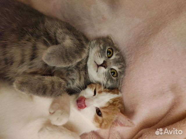 Котёнок мальчик