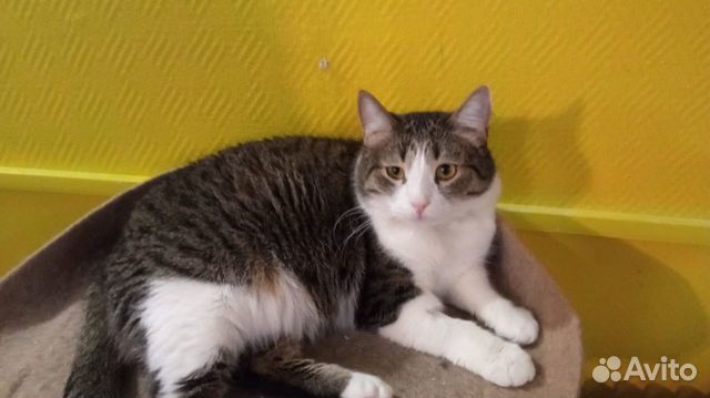 Котик Мишенька