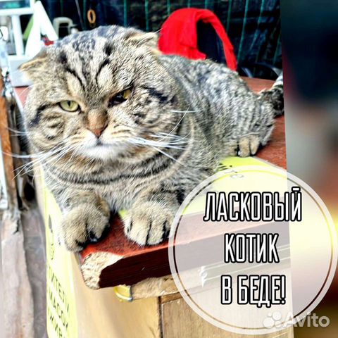 Ласковый котик вислоушка, выживает без лечения