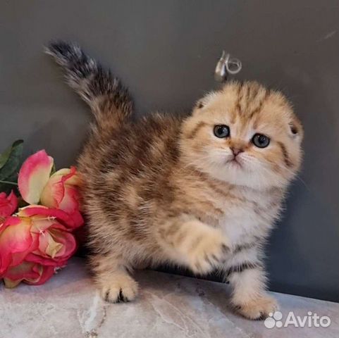 Шотландская девочка