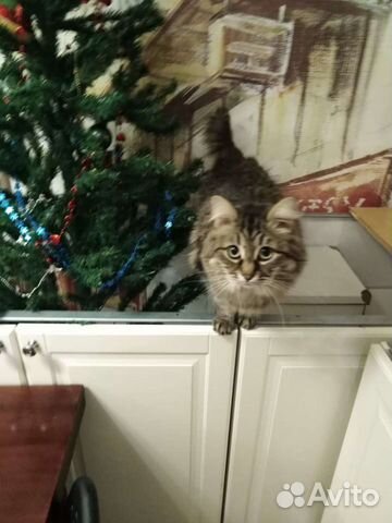 Кошки