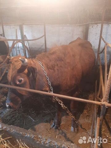 Быки на мясо