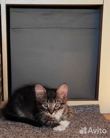 Котёнок бесплатно