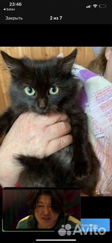 Котёнок, кошка, кот, черный, пушистый