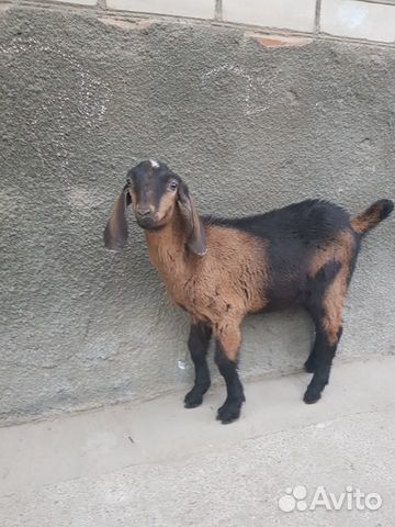 Козлик нубийский