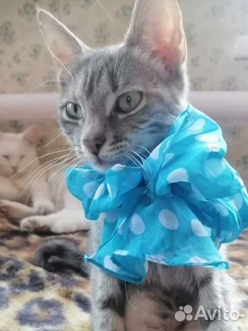 Евочка ищет дом