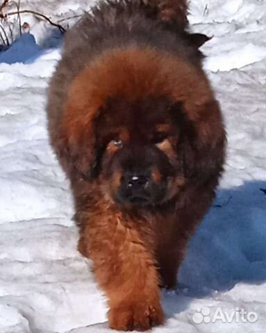 Тибетский мастиф щенки