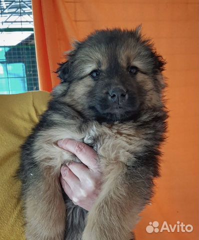 Щенок мохнатулька Шерлок 2 месяца в дар