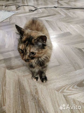 Кошка по имени Лилу