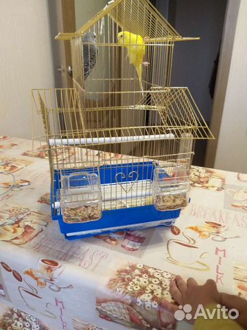 Папугайчики с клетками