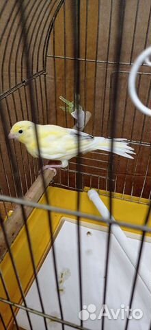 Кенара и канарейки