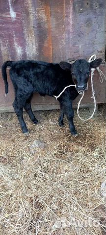 Телята телочки