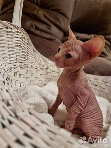 Канадский сфинкс котята