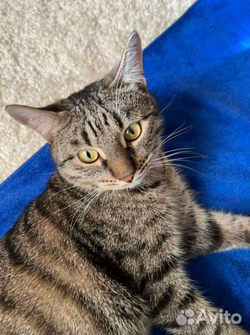 Хризматичный Тигран в поисках дома