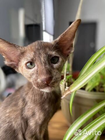 Ориентальная малышка