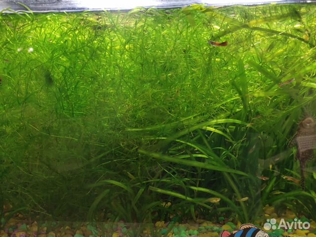 Для аквариума роголистник валиснерия наяс