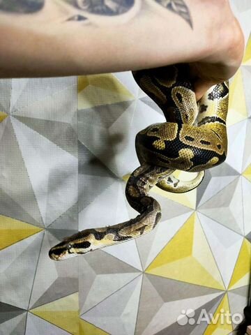 Королевская змея